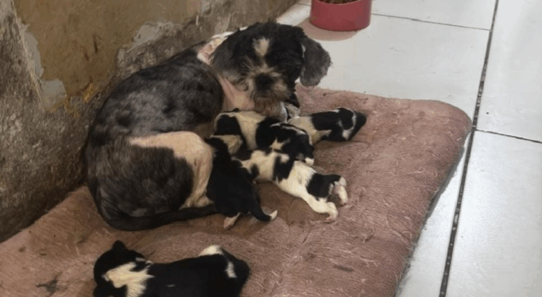 50 animais com sinais de maus-tratos são resgatados em canil clandestino no Rio de Janeiro ...